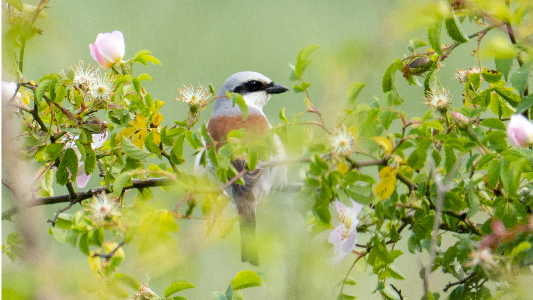 Rare bird spotted at RSPB spot for first time in four years ...